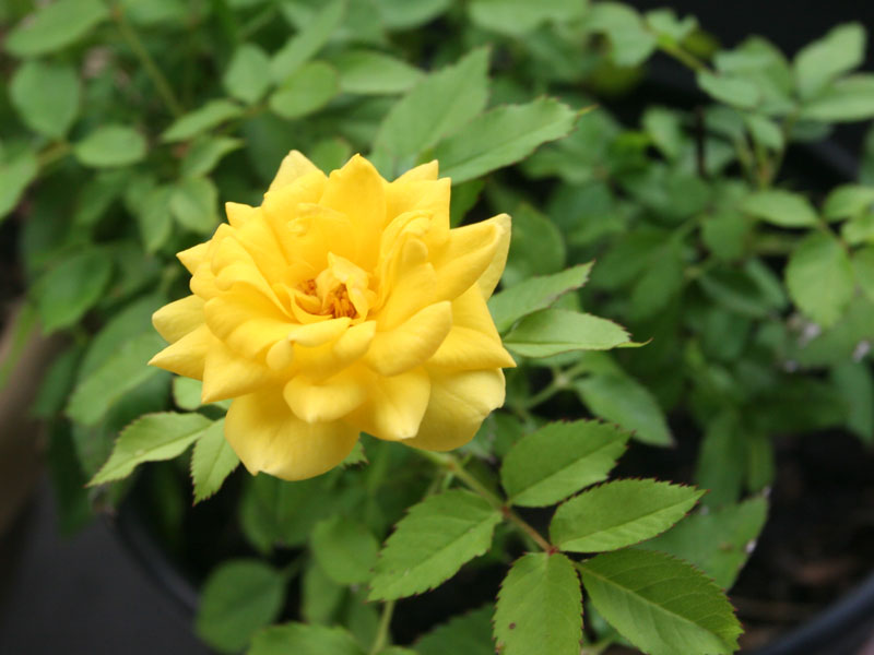 Yellow miniature rose – Brandon Moeller